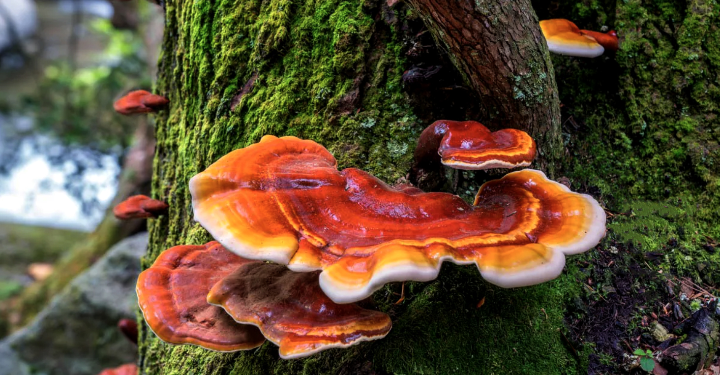 The Fascinating Benefits of Reishi Mushrooms - Papa G's Organic